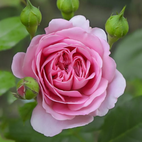 Floribunda roze Celebrating Life®, C3 (5445): stādi Iegādājieties labāk ...